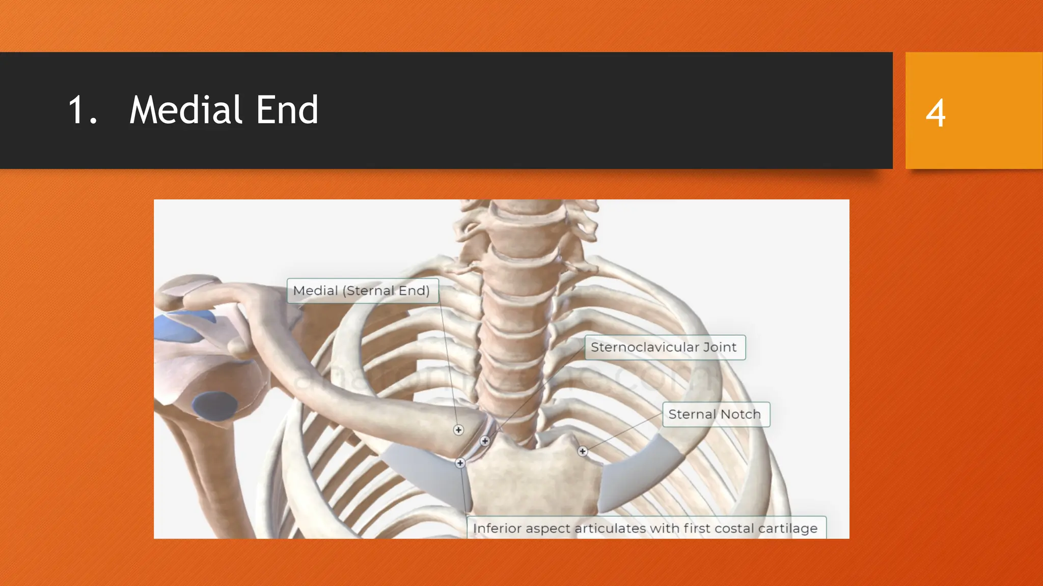 Anatomy of the Clavicle: Structure, Articulations & Muscle Attachments ...