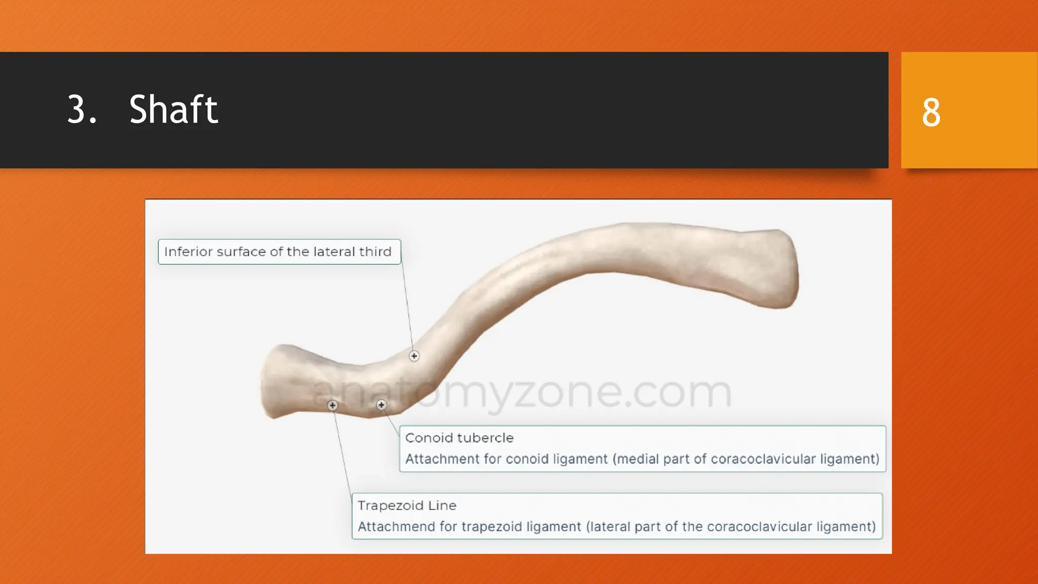 Anatomy of the Clavicle: Structure, Articulations & Muscle Attachments ...