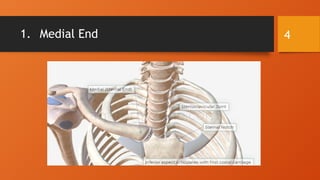 Anatomy of the Clavicle: Structure, Articulations & Muscle Attachments ...