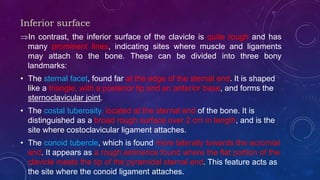 Clavicle Anatomy and its Articulation - ANAND GURMAITA (BSc. RADIOLOGY ...