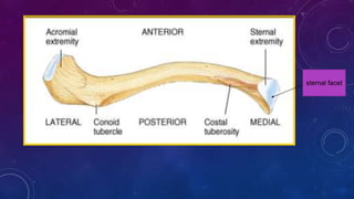 Clavicle Anatomy and its Articulation - ANAND GURMAITA (BSc. RADIOLOGY) | PPT