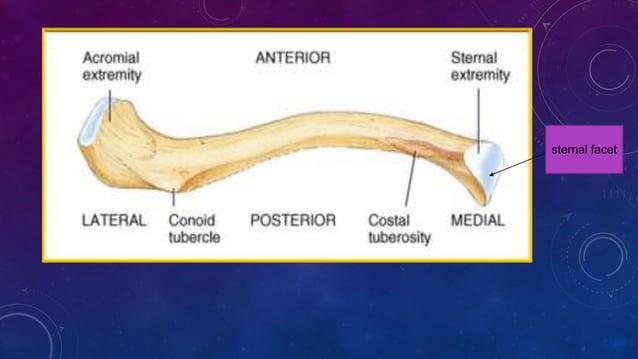 Clavicle Anatomy and its Articulation - ANAND GURMAITA (BSc. RADIOLOGY ...