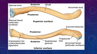 Clavicle Anatomy and its Articulation - ANAND GURMAITA (BSc. RADIOLOGY ...