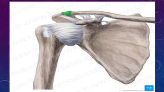 Clavicle Anatomy and its Articulation - ANAND GURMAITA (BSc. RADIOLOGY ...