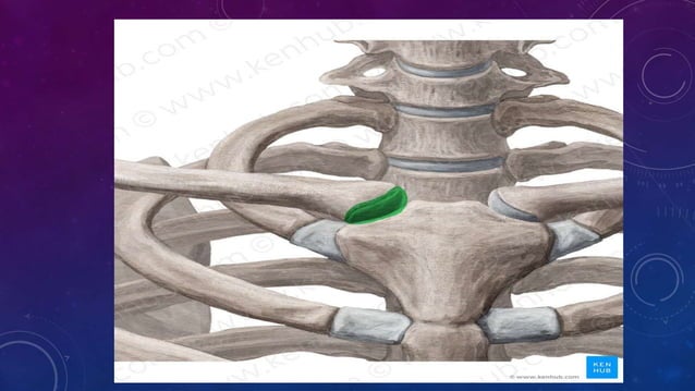 Clavicle Anatomy and its Articulation - ANAND GURMAITA (BSc. RADIOLOGY ...