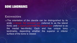 Clavicle Anatomy and its Articulation - ANAND GURMAITA (BSc. RADIOLOGY ...