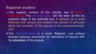 Clavicle Anatomy and its Articulation - ANAND GURMAITA (BSc. RADIOLOGY ...
