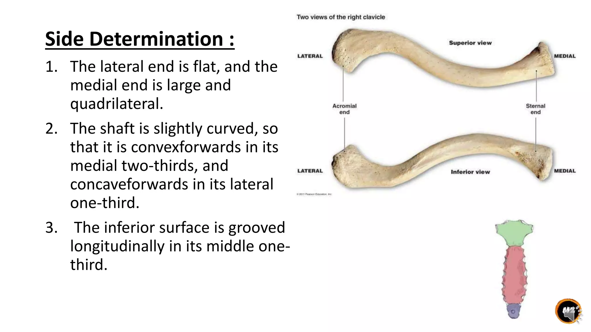 Clavicle | PPTX
