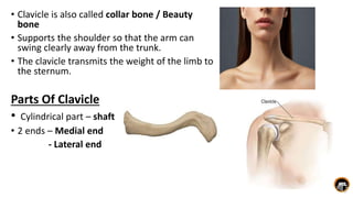 Clavicle | PPTX