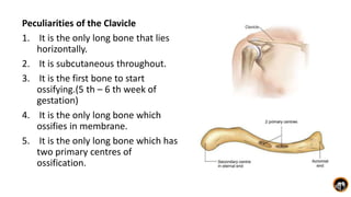 Clavicle | PPTX