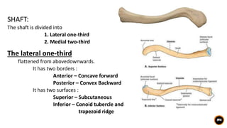 Clavicle | PPTX