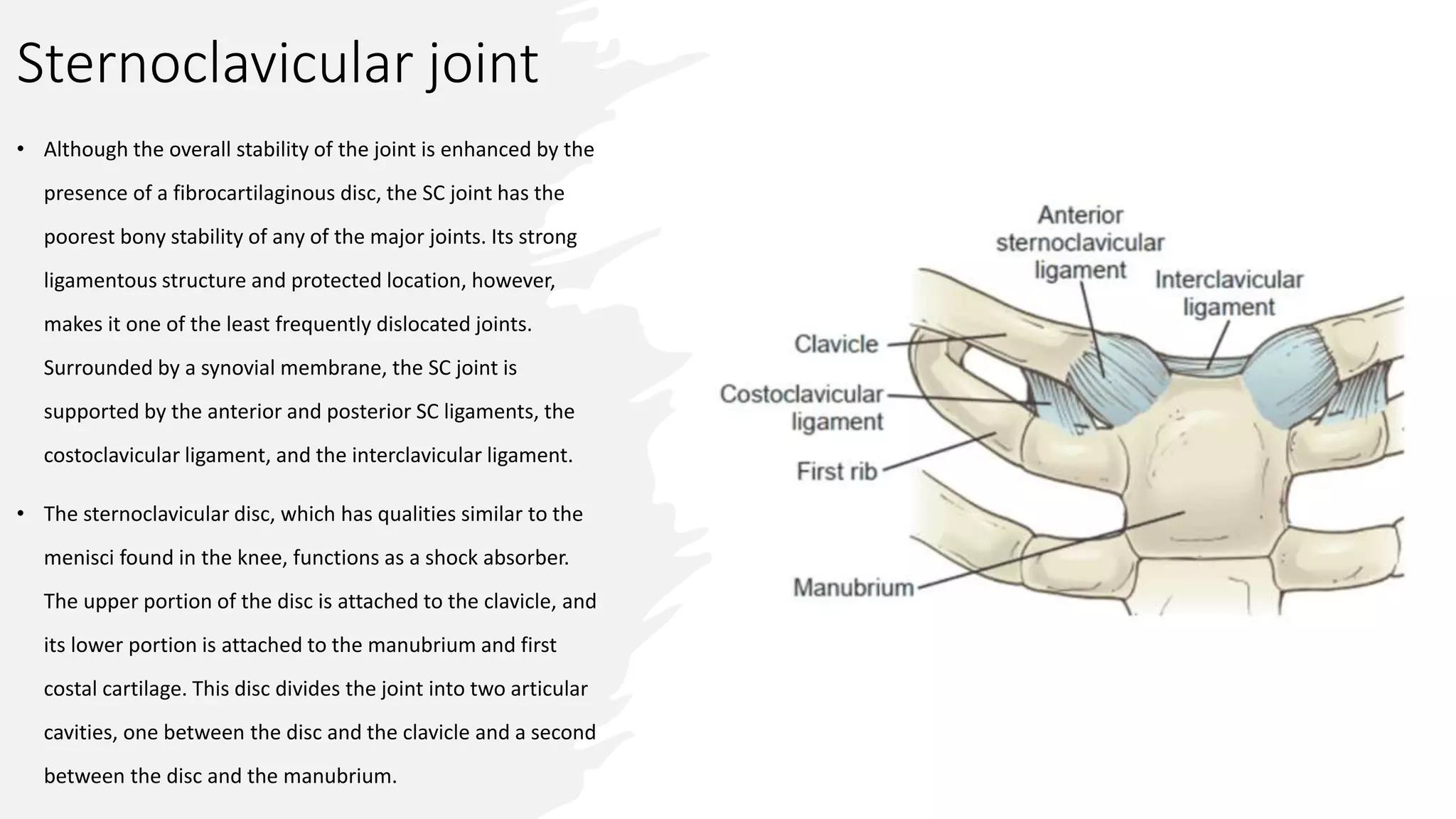 clavicle Anatomy.pptx