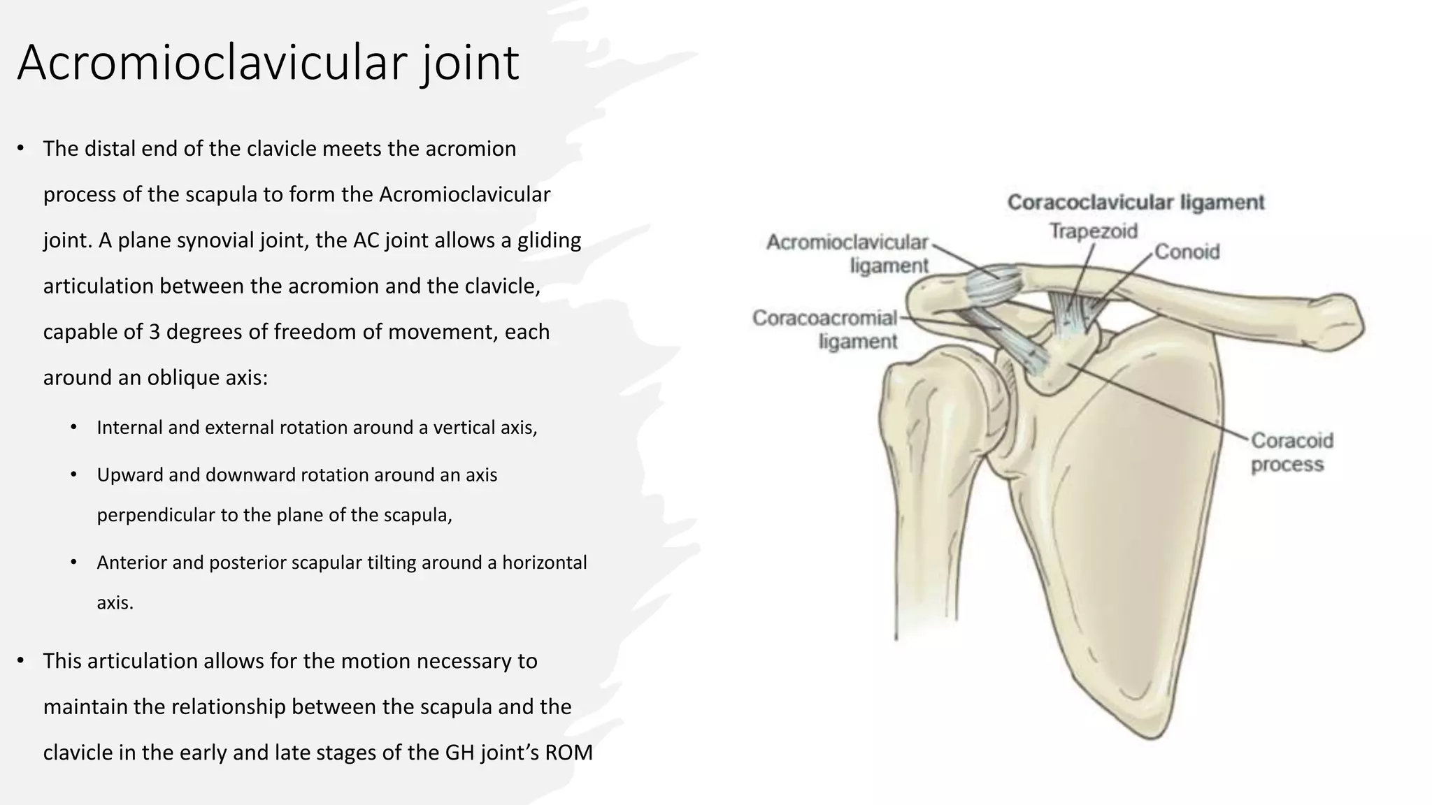 clavicle Anatomy.pptx