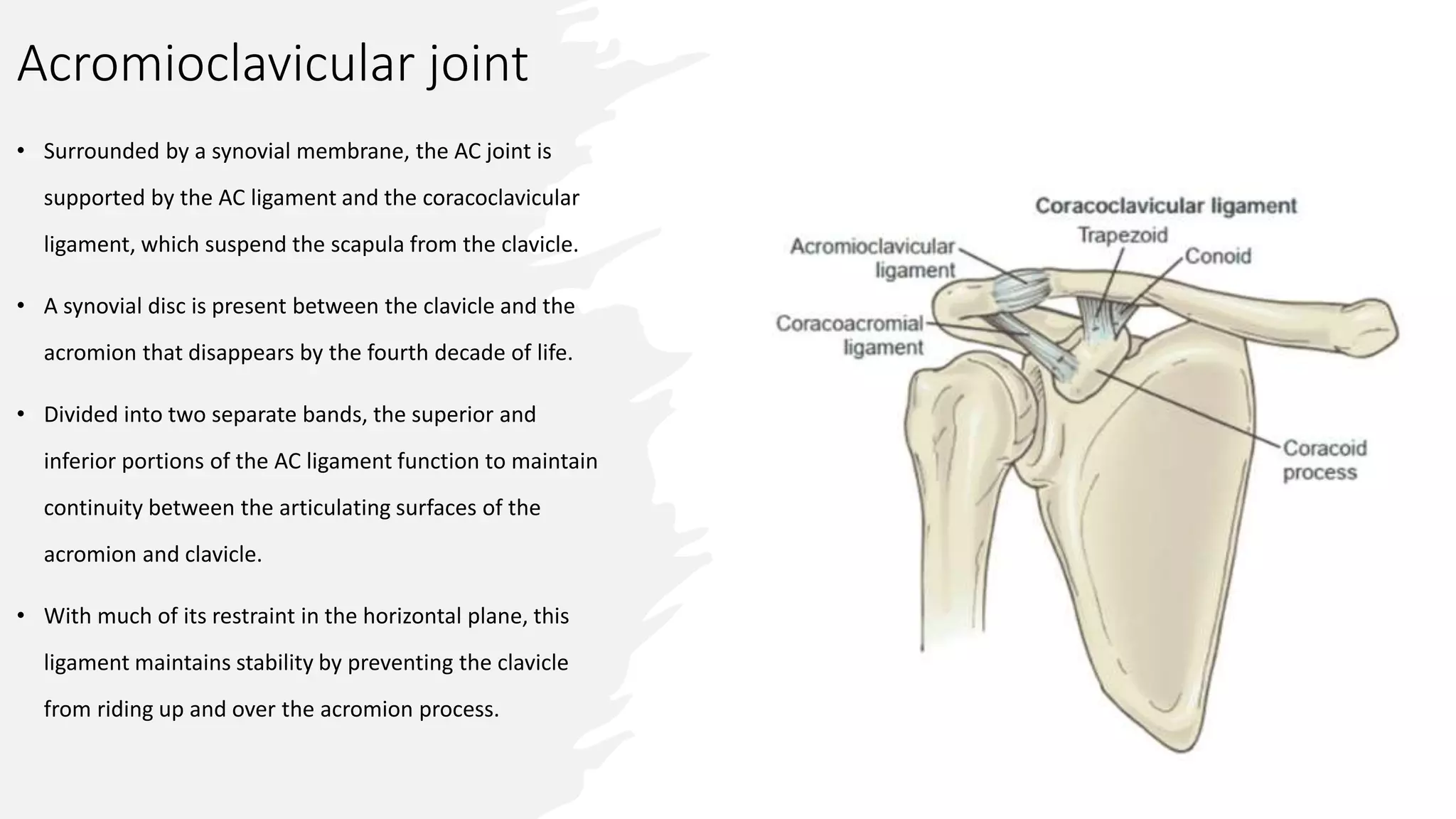 clavicle Anatomy.pptx
