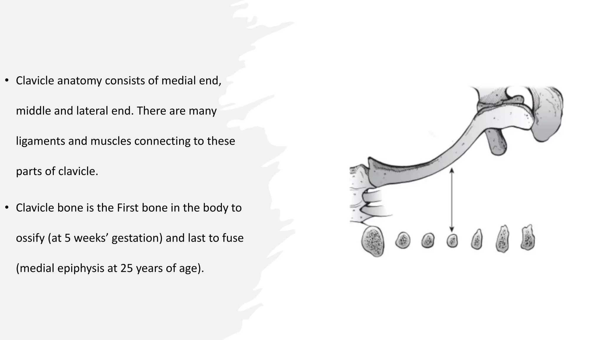 clavicle Anatomy.pptx