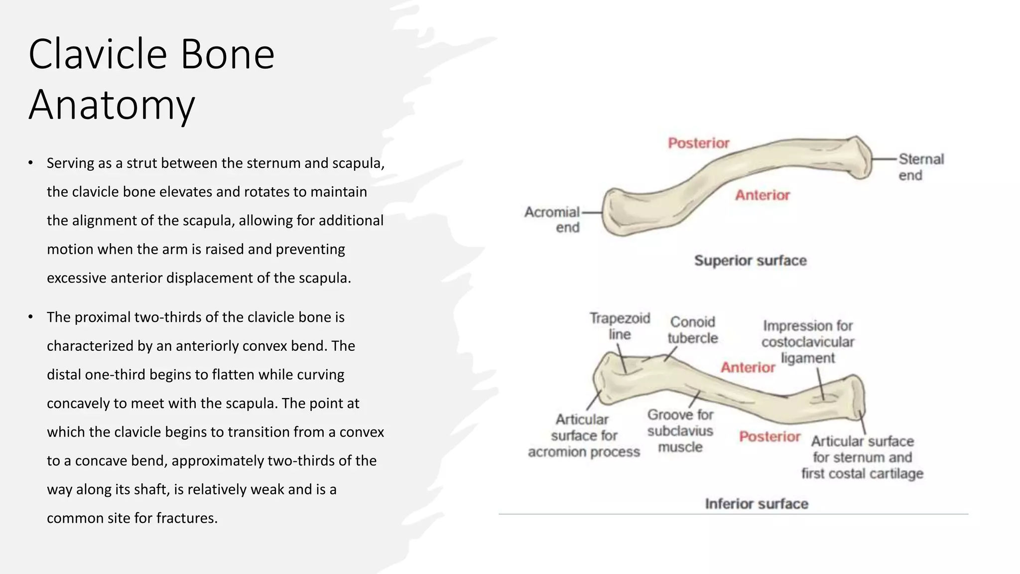 clavicle Anatomy.pptx