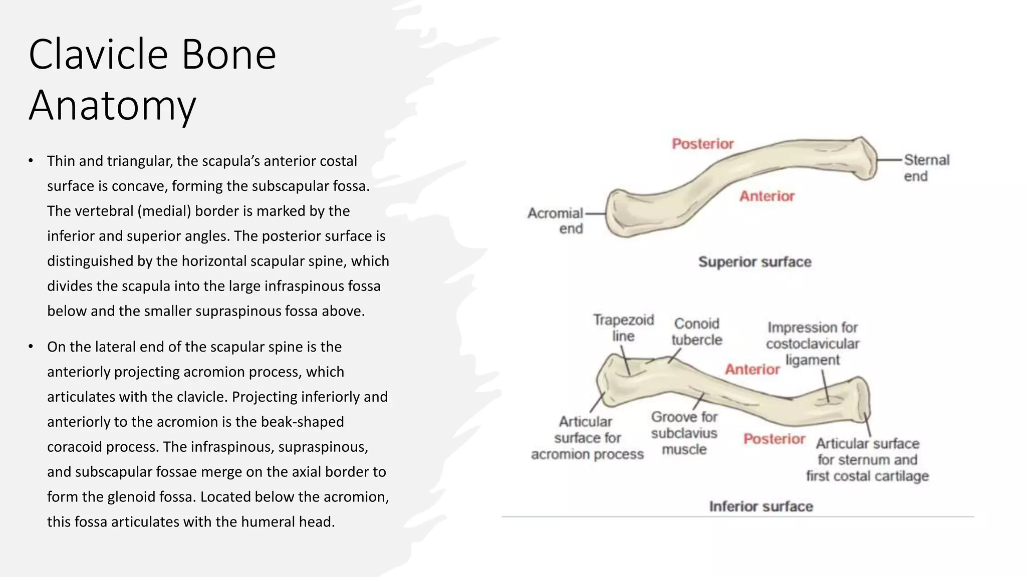 clavicle Anatomy.pptx