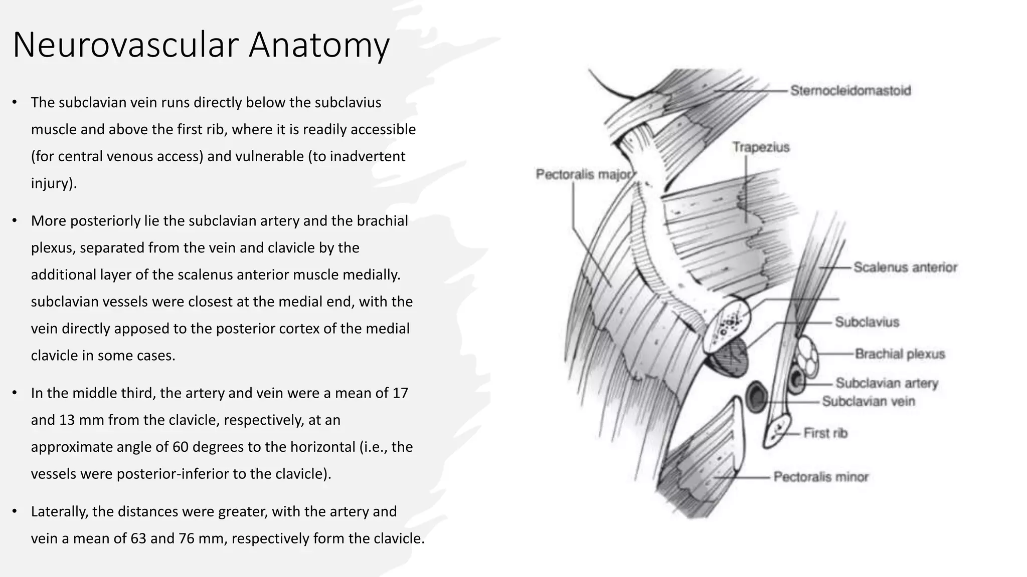 clavicle Anatomy.pptx