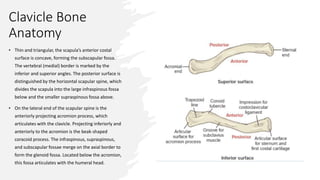 clavicle Anatomy.pptx