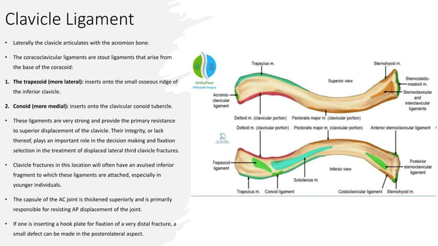 clavicle Anatomy.pptx