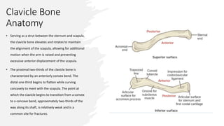 clavicle Anatomy.pptx