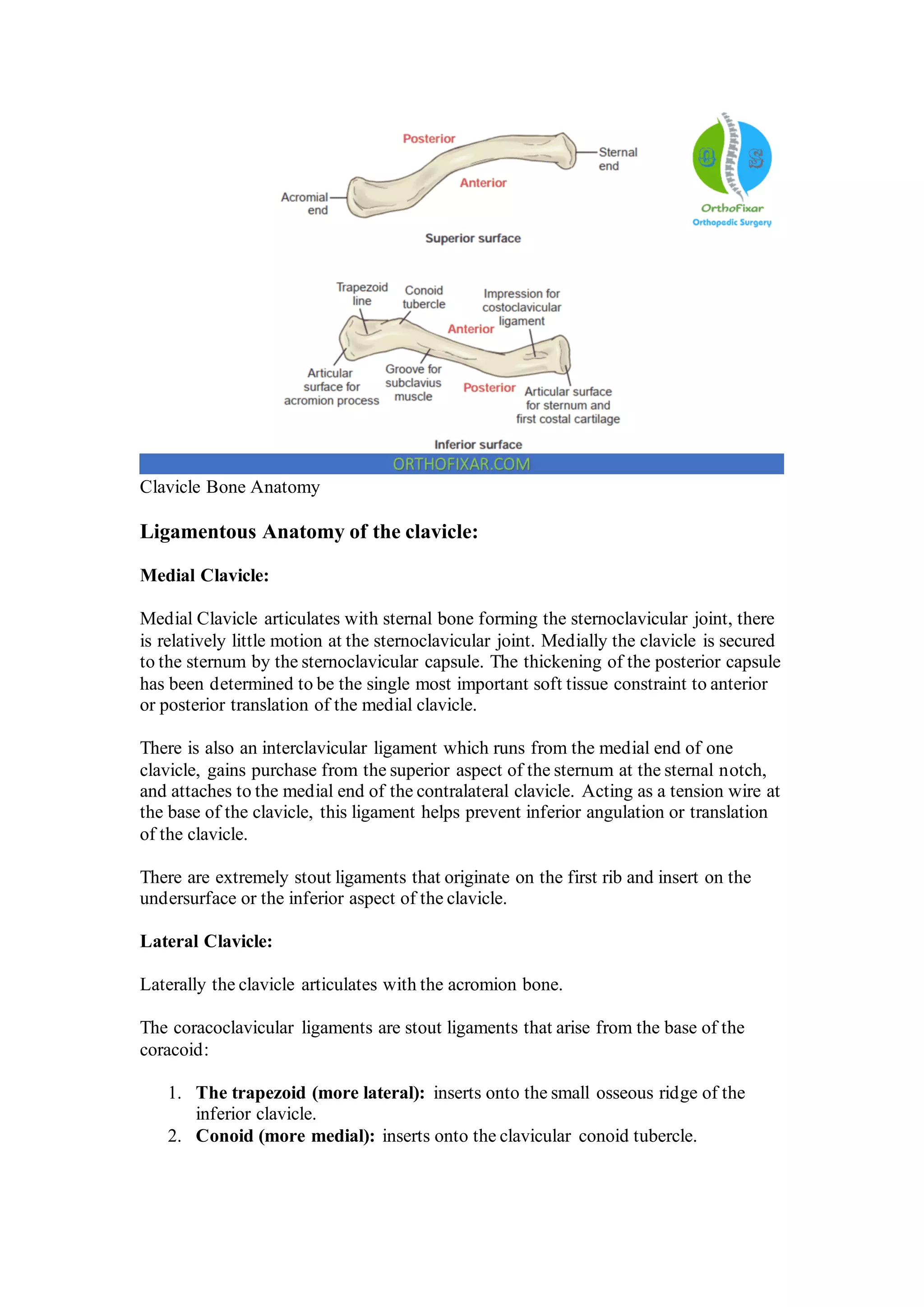 Clavicle anatomy.pdf