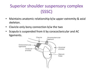 Clavicle and scapular fracture | PPTX