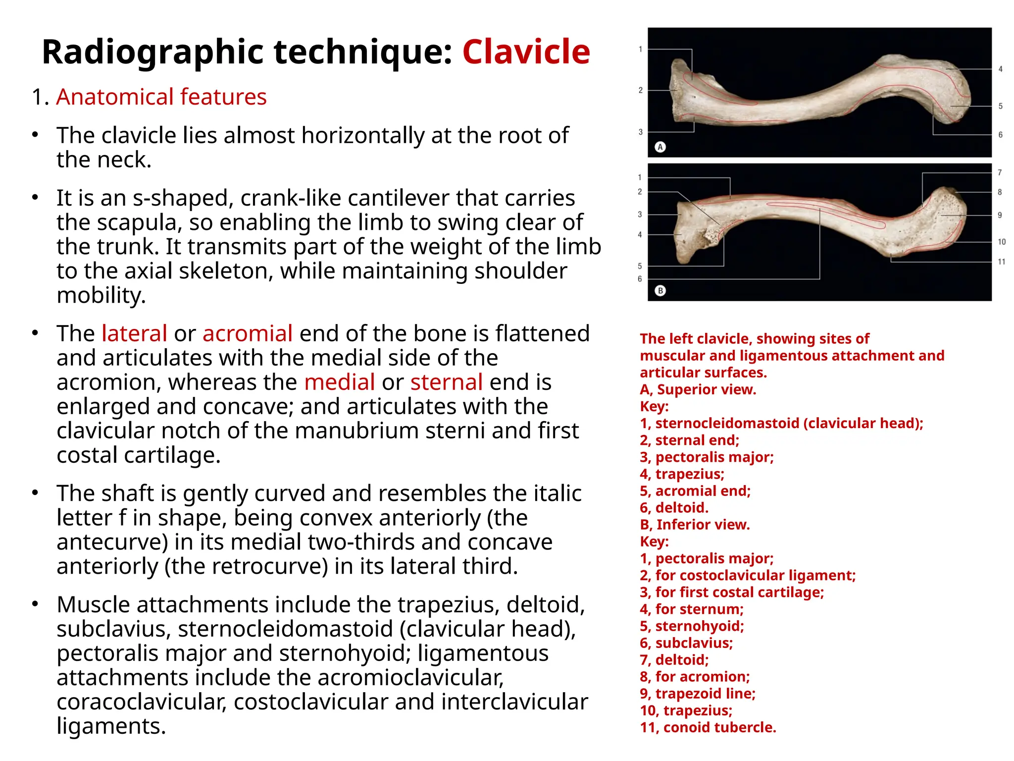 CLAVICLE, ACJ and SCJ radiographic technique.pptx