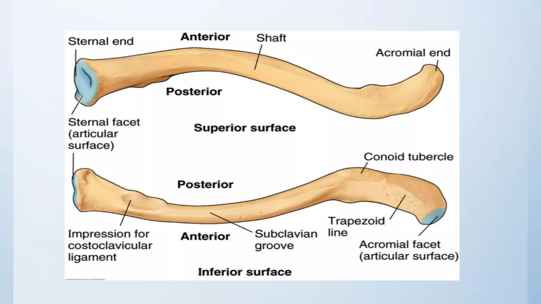 Clavicle Radiography - ANAND GURMAITA (BSc. RADIOLOGY) | PPTX