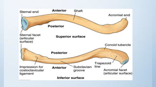 Clavicle Radiography - ANAND GURMAITA (BSc. RADIOLOGY) | PPT