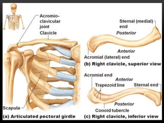 Right Clavicle