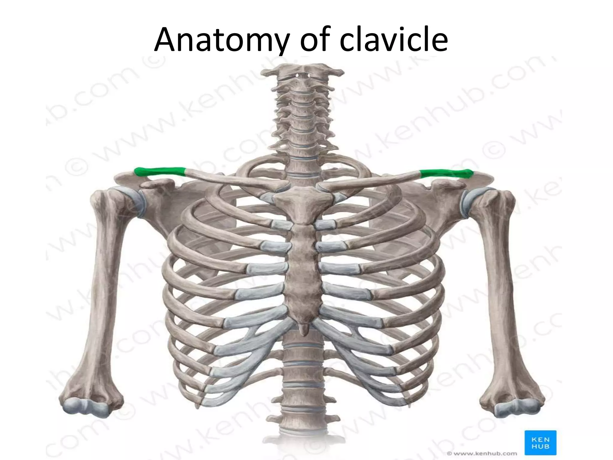 Clavicle fracture & injuries around shoulder | PPTX