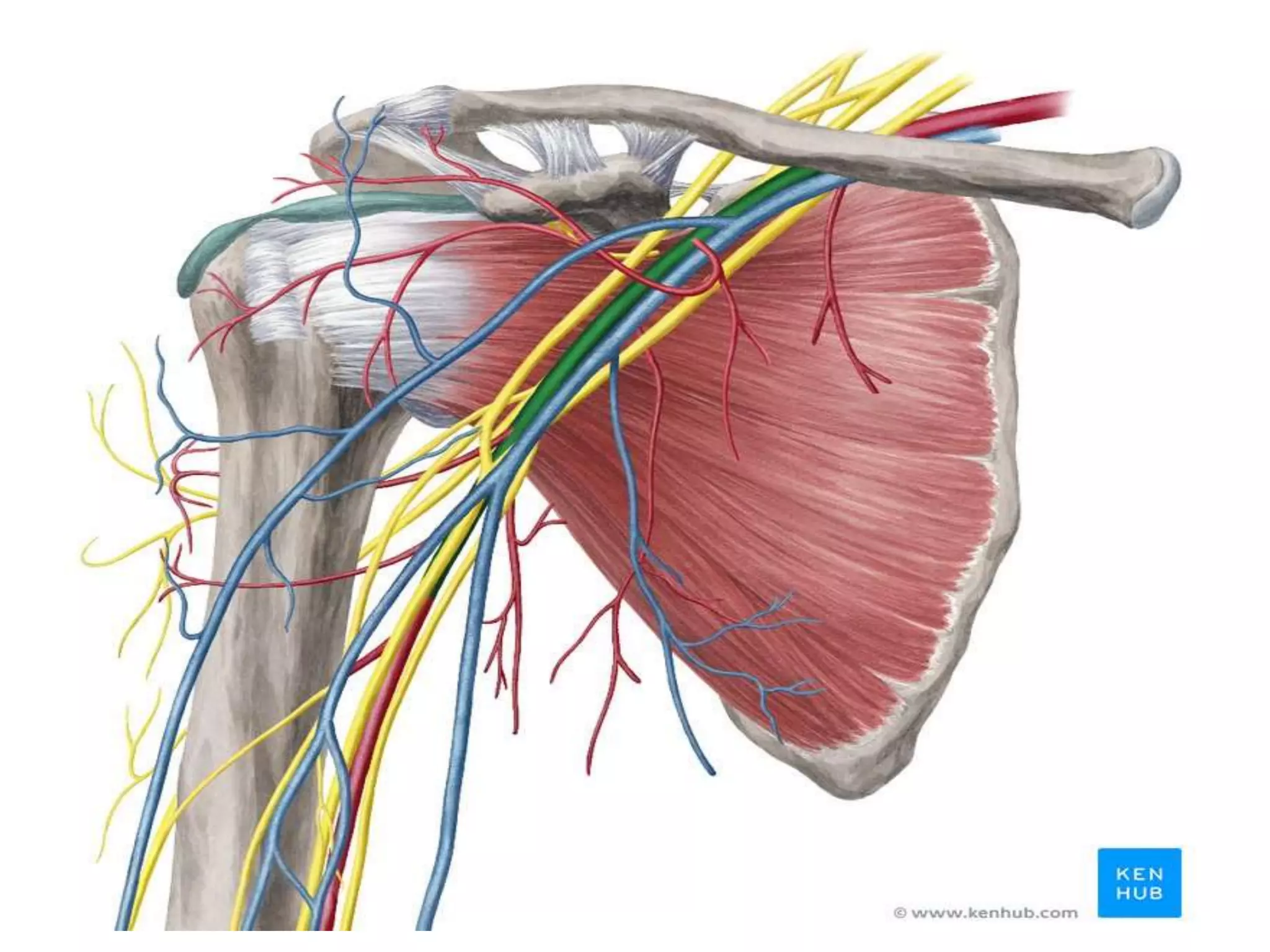 Clavicle fracture & injuries around shoulder | PPTX
