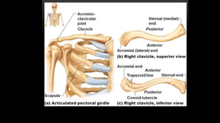 CLAVICLE FRACTURE clinical features and management | PPTX
