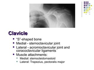 Clavicle fractures | PPT