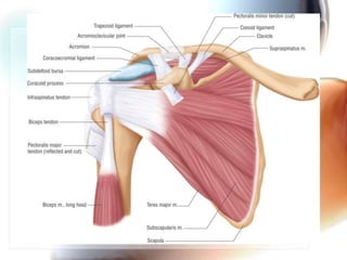 Clavicle Fractures & ACJ Injuries | PPT