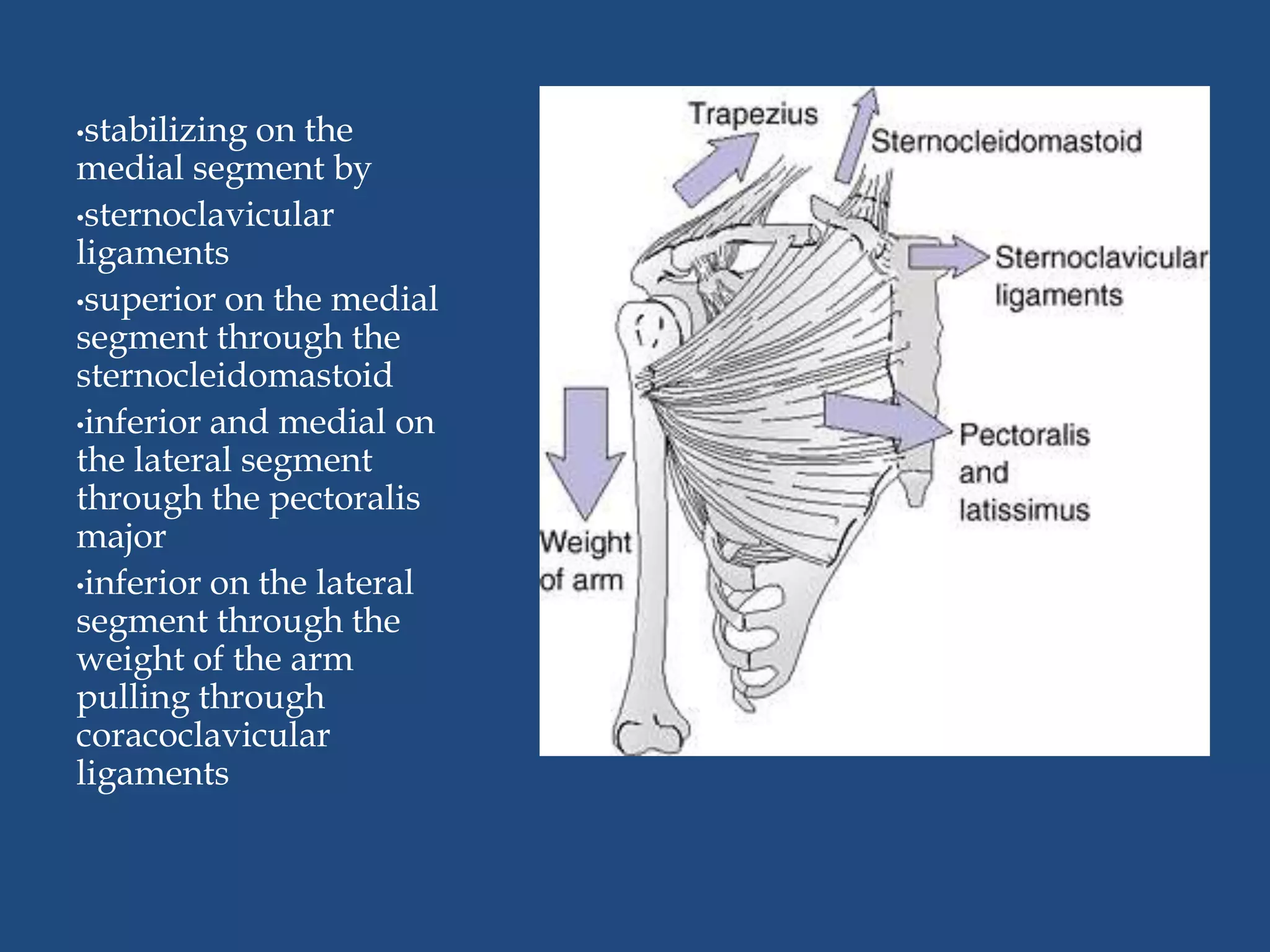 Clavicle fractures&acromio clavicular joint injuries | PPTX