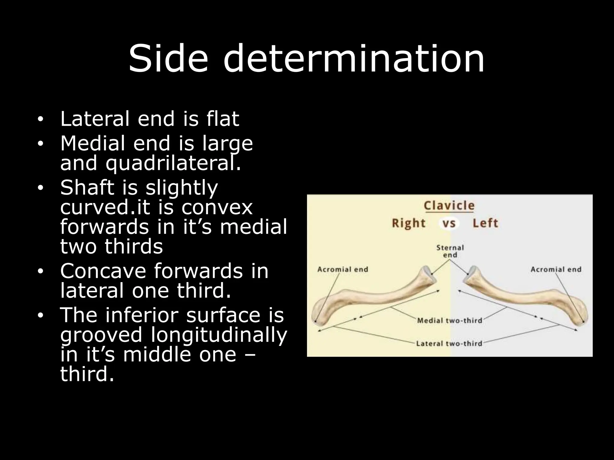 CLAVICLE PPT.pptx Presentation on clavicle | PPTX