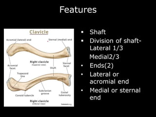 CLAVICLE PPT.pptx Presentation on clavicle | PPTX