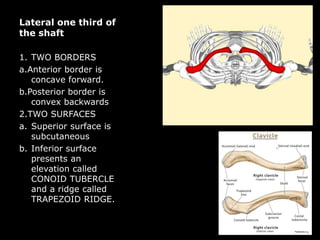 CLAVICLE PPT.pptx Presentation on clavicle | PPTX