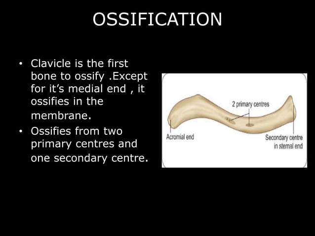 CLAVICLE PPT.pptx Presentation on clavicle | PPT