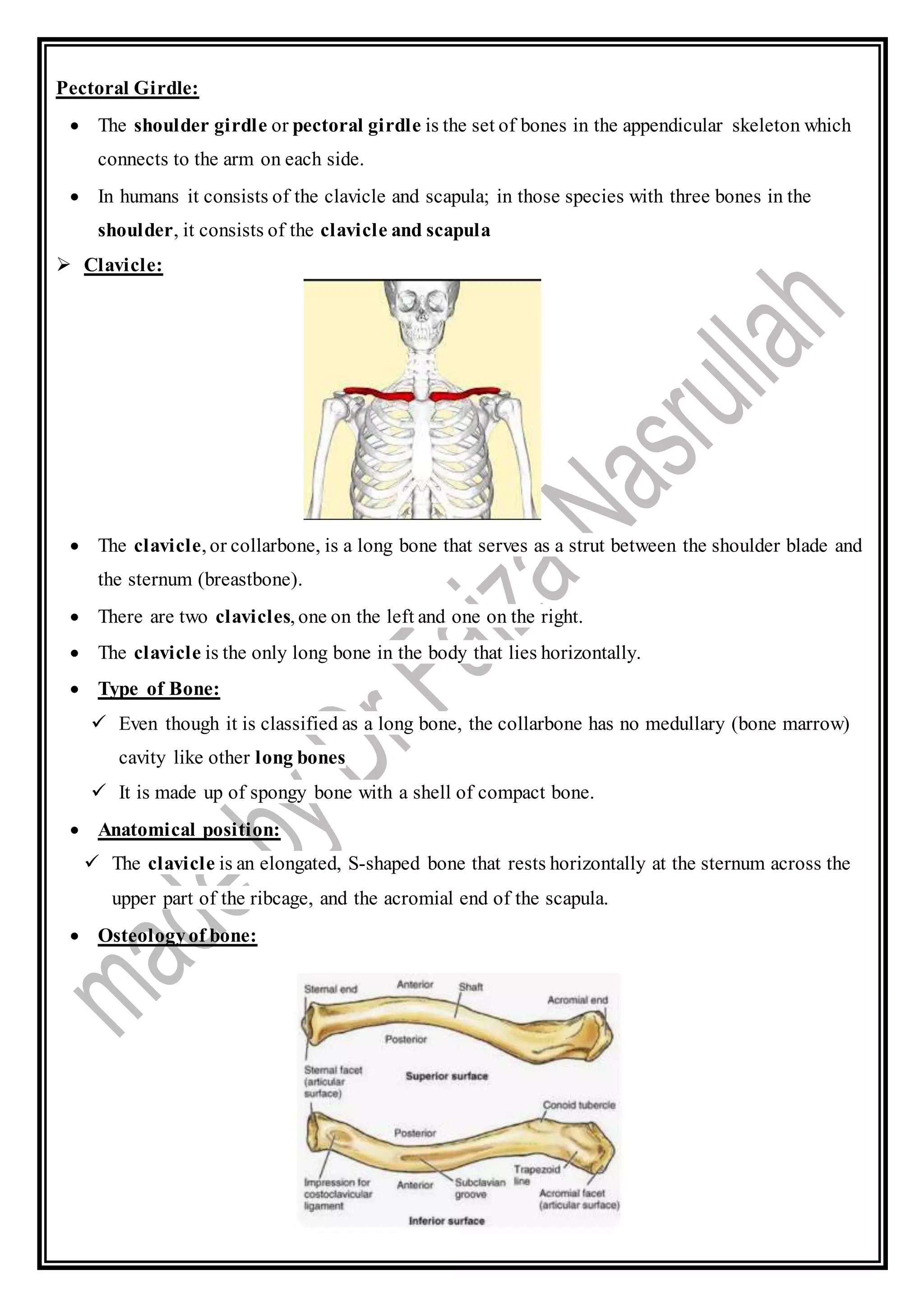 anatomy of clavicle | DOCX