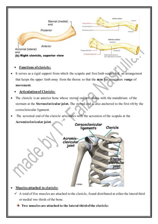 anatomy of clavicle | DOCX