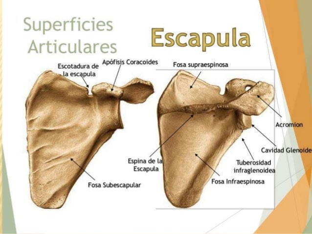 cintura escapular, osteologia y anexos