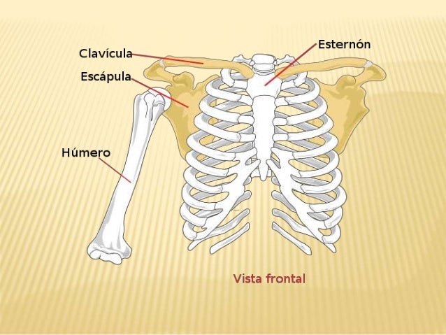 cintura escapular, osteologia y anexos