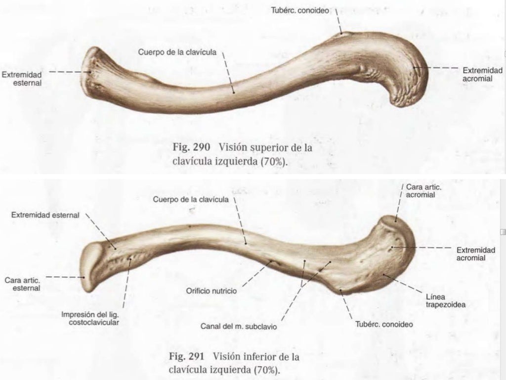 Clavicula coscarelli