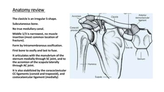 Clavicular fracture & acj injury | PPT