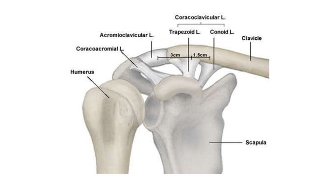 Clavicular fracture & acj injury | PPTX
