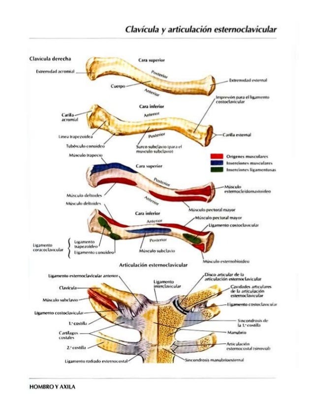 Clavicula unidec.htm
