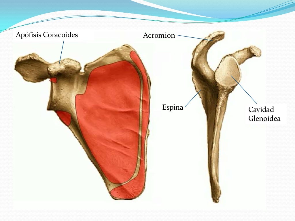 Clavicula y escapula